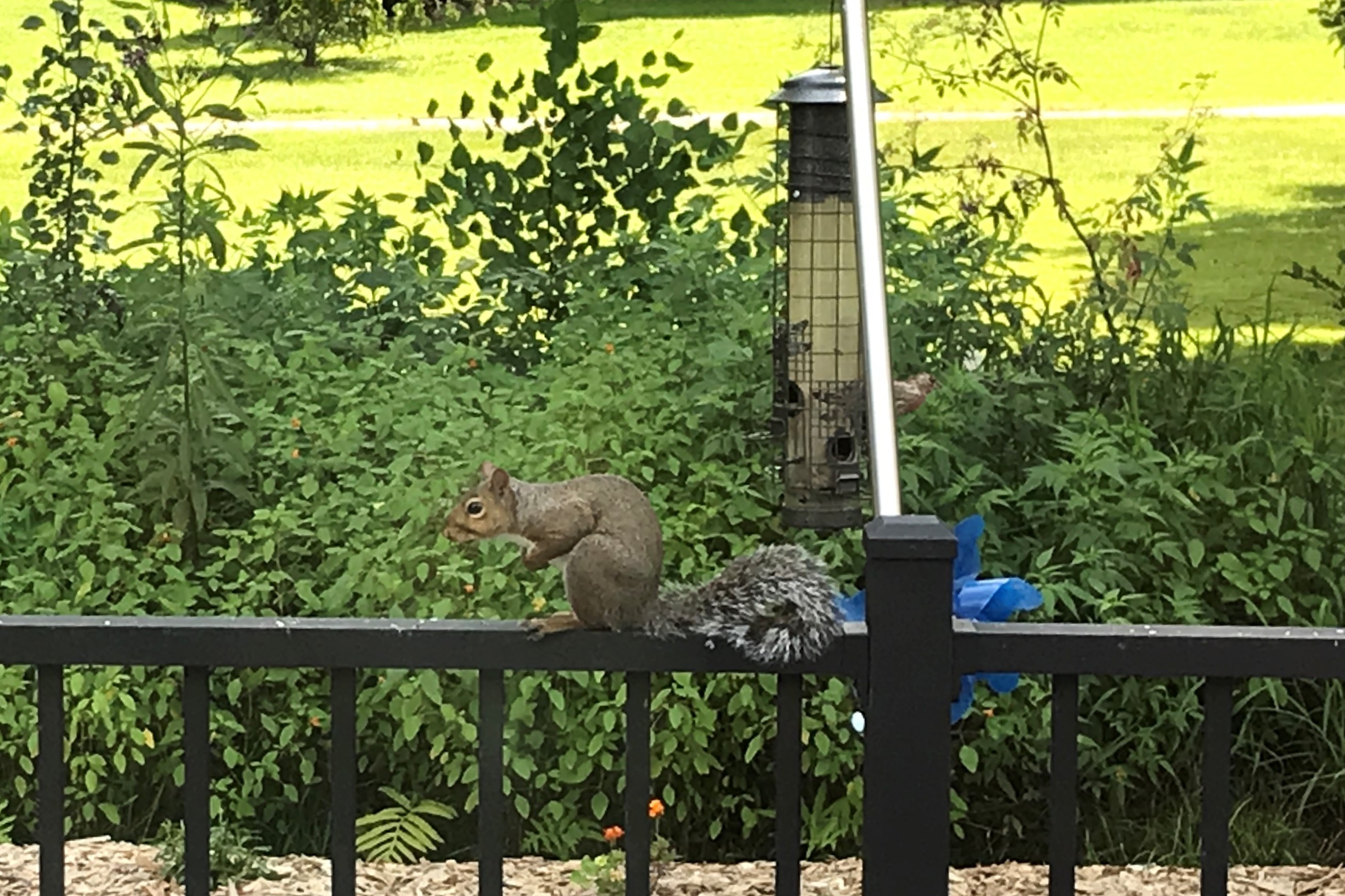 The Squirrel Pleading – Treasures in Plain Sight, A Christian Blog