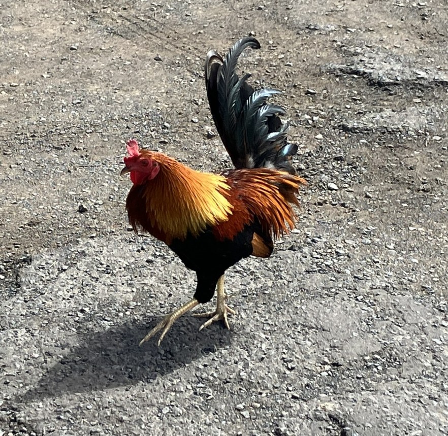 Hawaiian Chickens – Treasures in Plain Sight, A Christian Blog